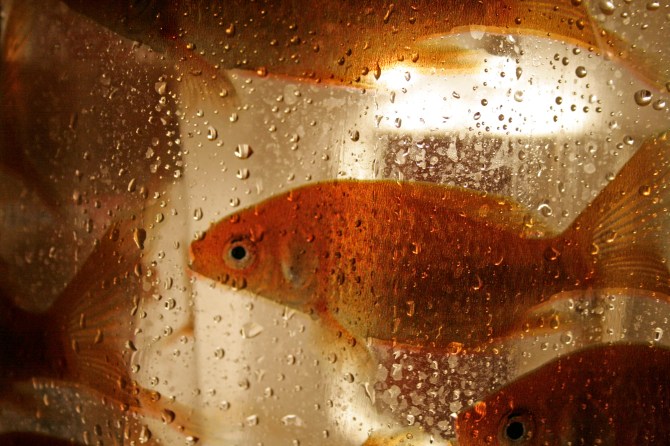 Rice by Mitchell Grabois – Change Seven Magazine